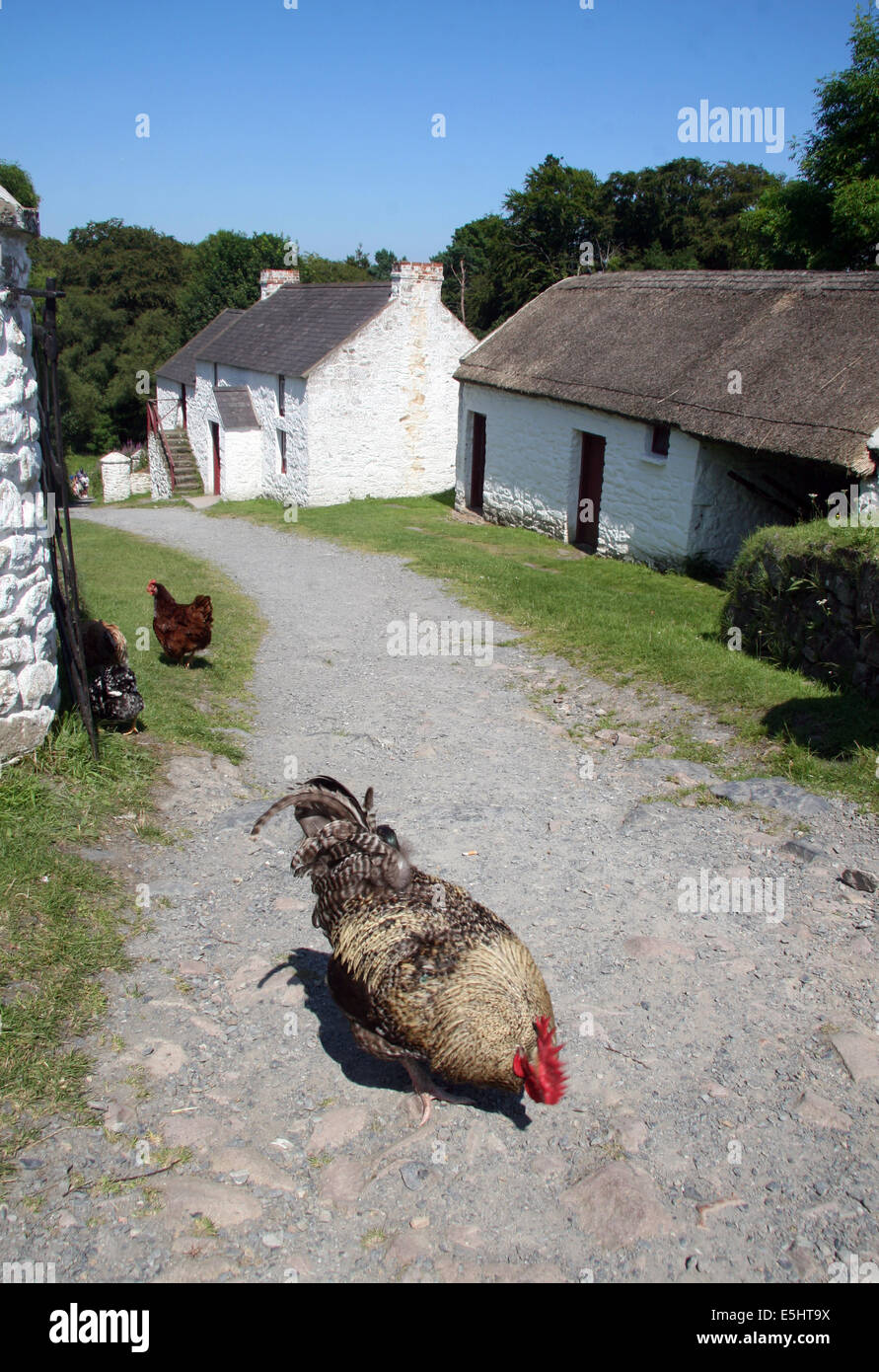 Rooster and chickens at Coshkib Hill Farm, Ulster Folk Museum, Belfast ...