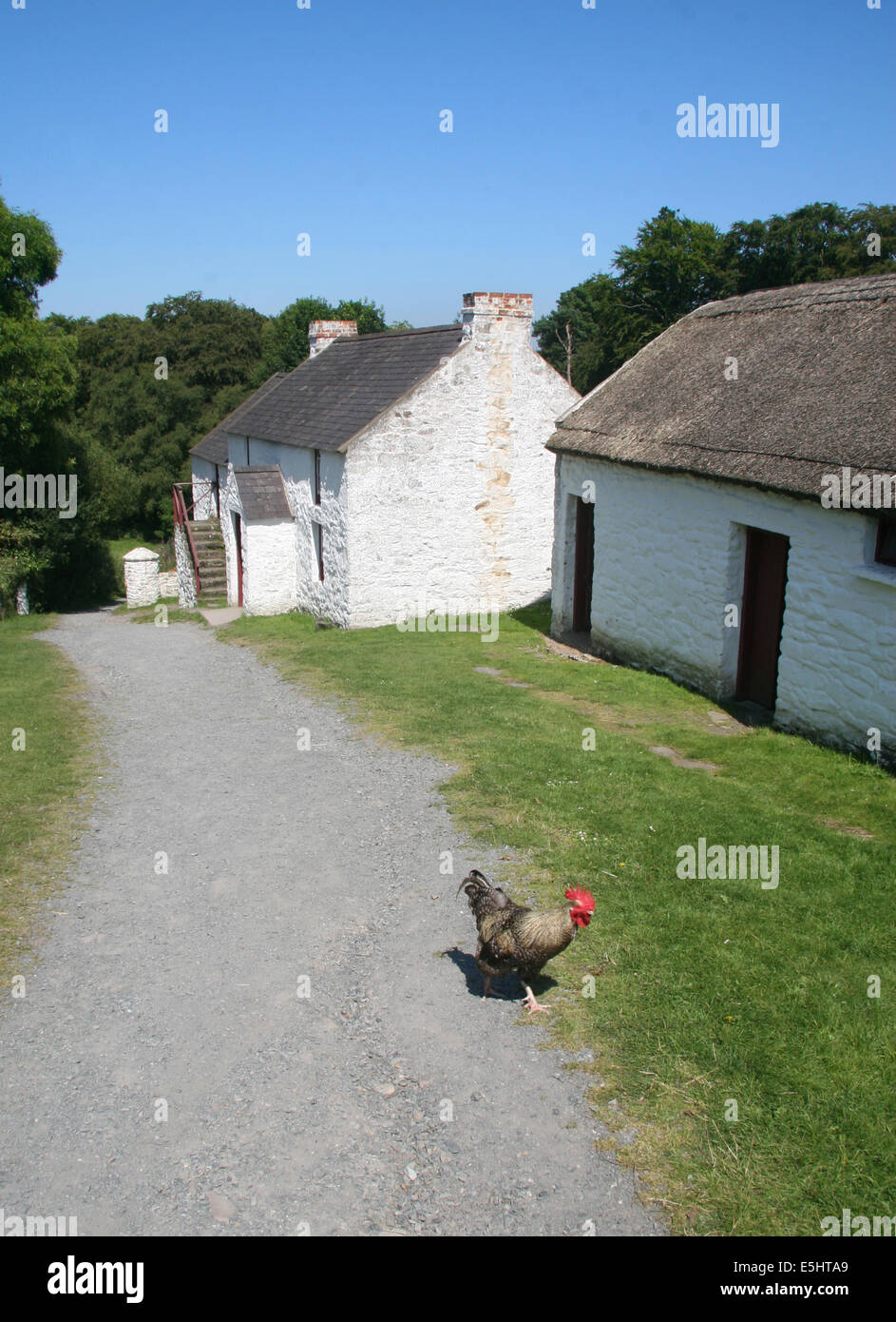 Rooster at Coshkib Hill Farm, Ulster Folk Museum, Belfast, Northern ...