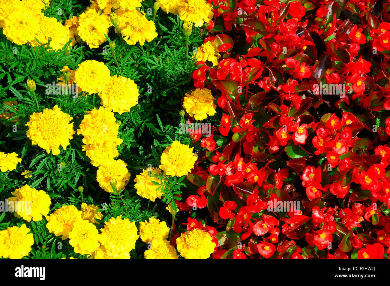 Background of red and yellow garden flowers Stock Photo - Alamy