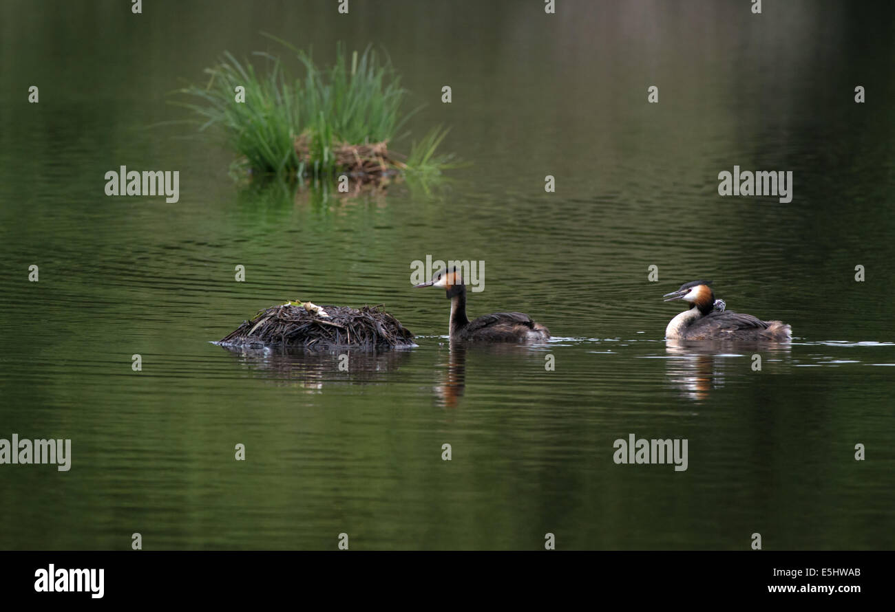 Male and Female Great Crested Grebes swim towards egg laid nest with ...