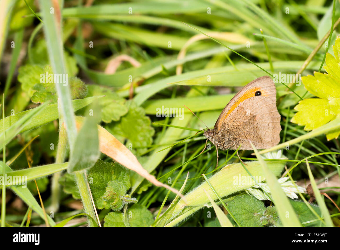 Meadow Brown butterfly, Maniloa jurtina Stock Photo - Alamy