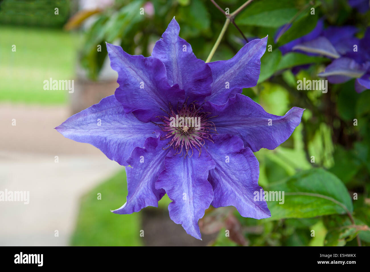 Clematis species hi-res stock photography and images - Alamy