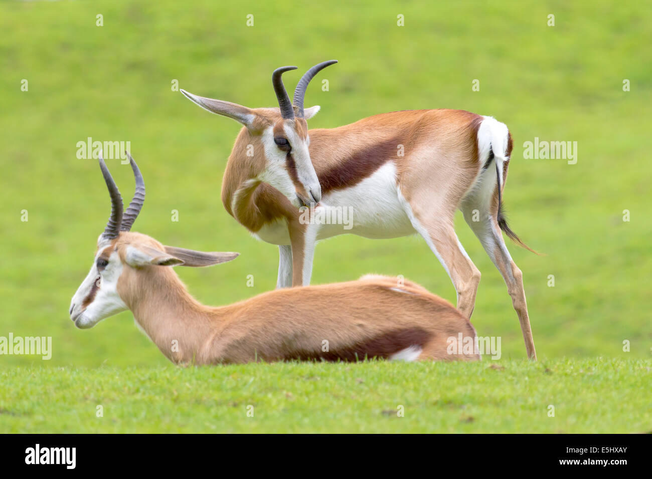 Wildlife Mammal Antelope Bovidae High Resolution Stock Photography and ...
