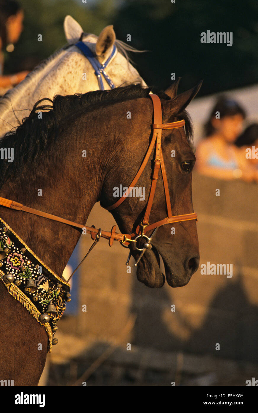 Pozzomaggiore hi-res stock photography and images - Alamy