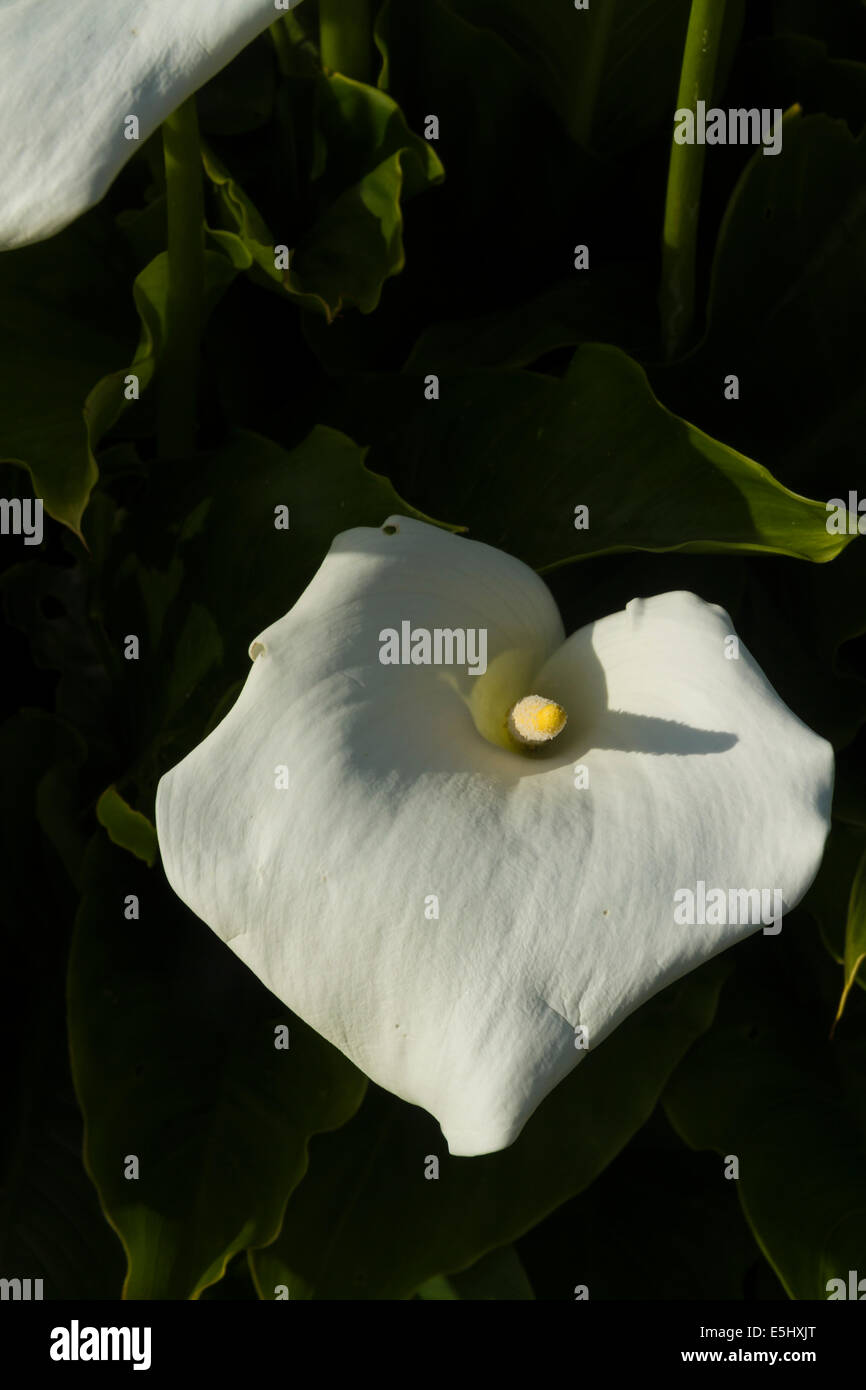 Varkoor hi-res stock photography and images - Alamy