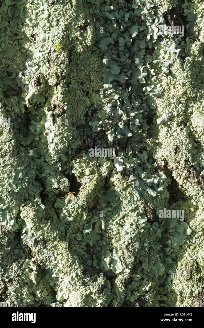 Lichen coating the bark, a tree in the UK, green and grey Stock Photo ...