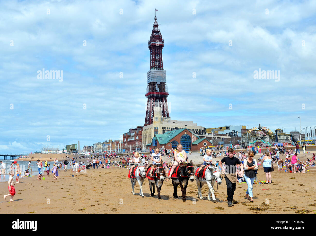 Donkeys On A Beach High Resolution Stock Photography and Images - Alamy