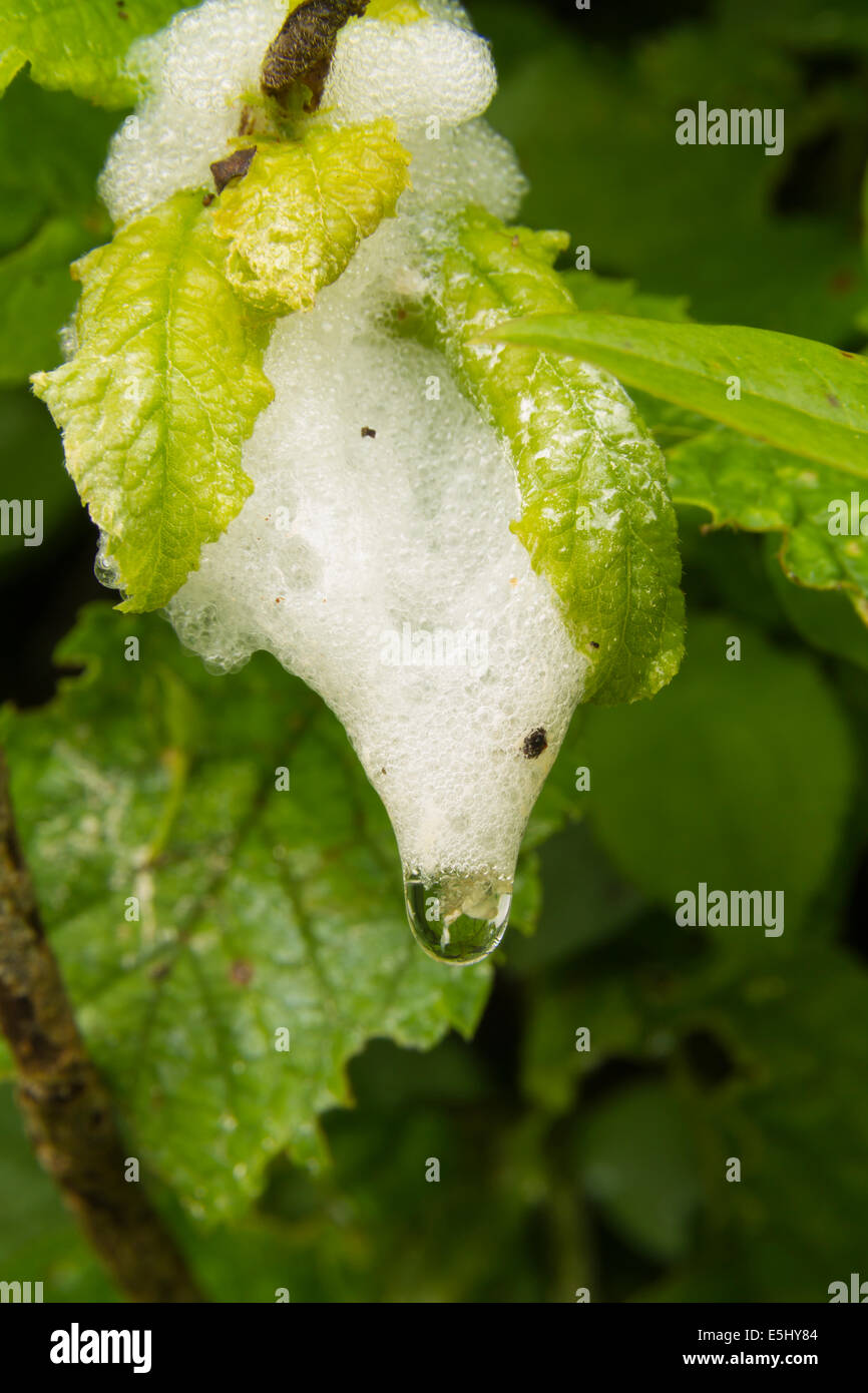 Foam with water drop, cuckoo spit, snake spit or frog spit, caused by ...
