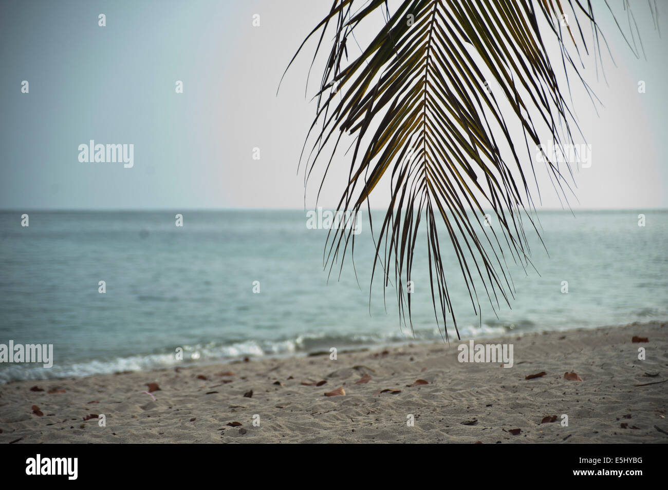 Palm tree branch at Caribbean beach in Trinidad, Cuba Stock Photo - Alamy