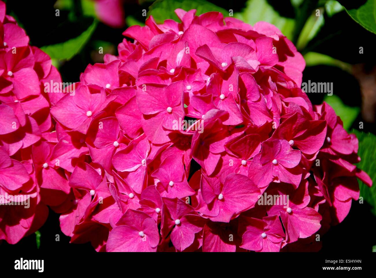 NEWARK, NEW JERSEY: Vivid pink Hydrangeas in the Alice Ranson Dreyfus ...