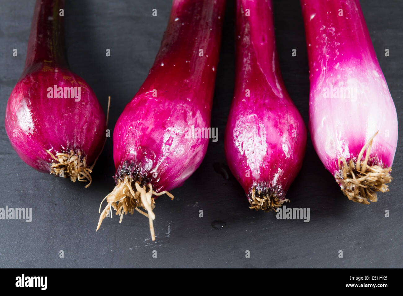 Close up of root end of four purple and green scallions, green onion ...