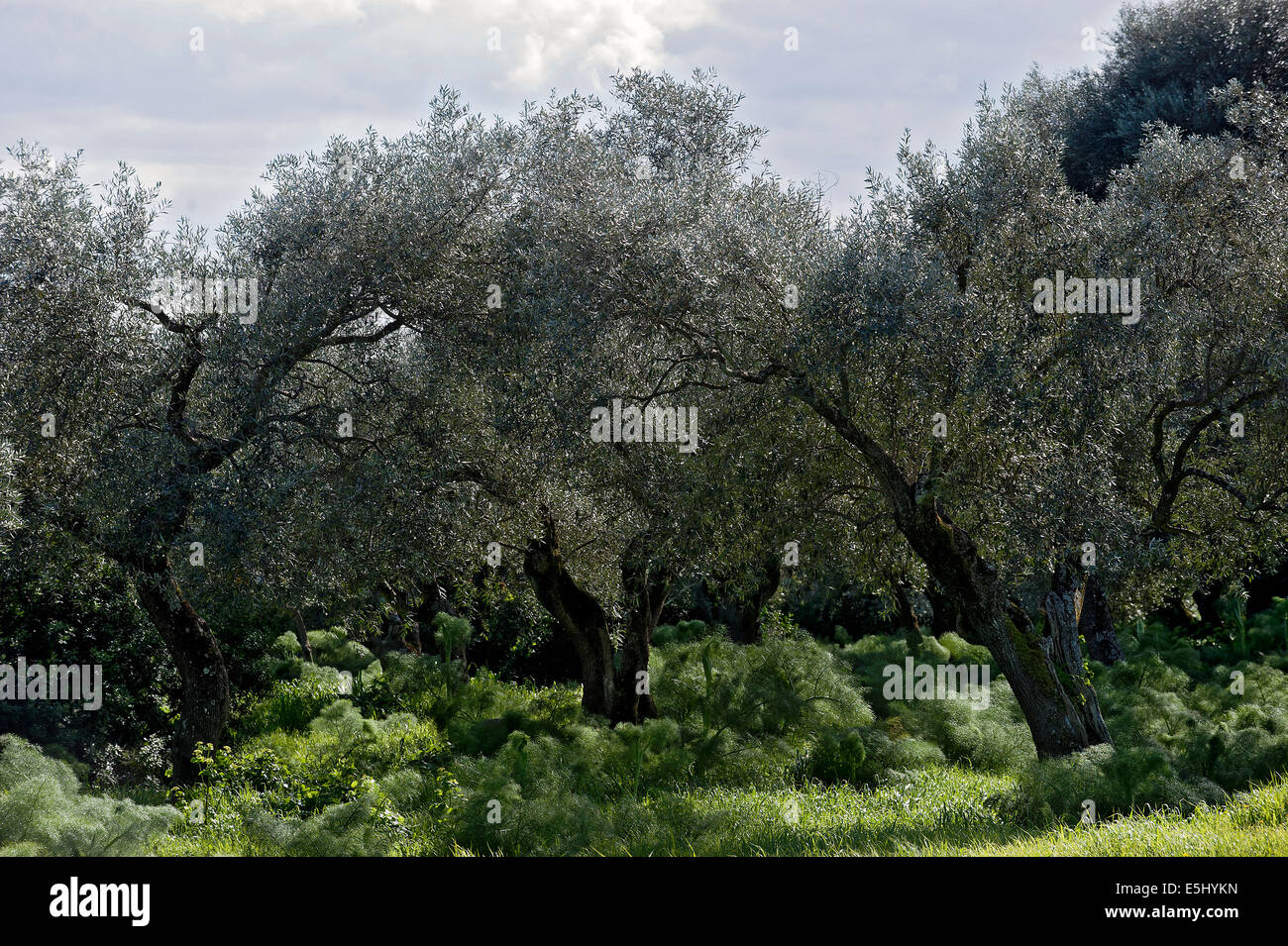 Olive trees in sardinia hi-res stock photography and images - Alamy