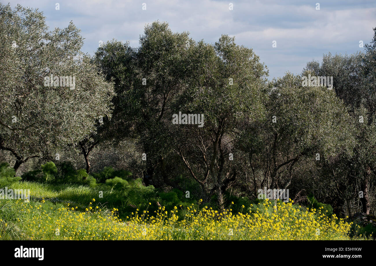 Olive trees in Sardinia Stock Photo - Alamy