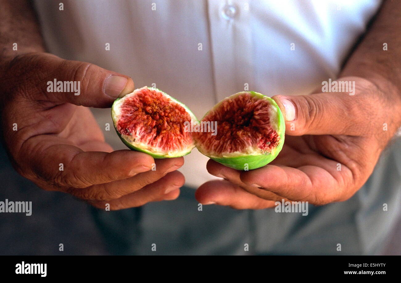 CYPRUS-A RIPE FIG PLUCKED FROM THE VINE REVEALS ITS FRUIT. PHOTO ...