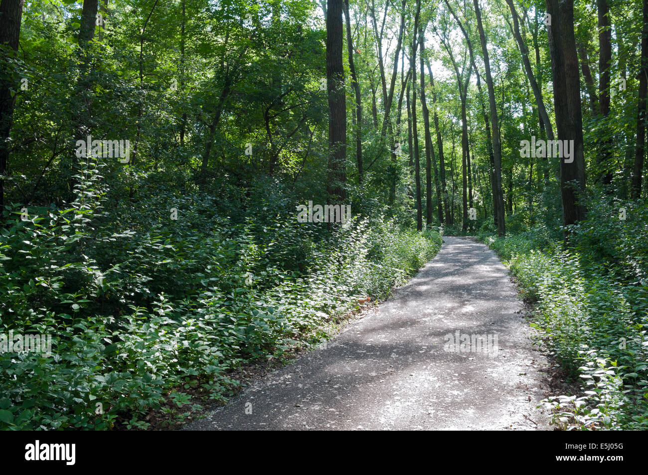 Paved walkway through Marthaler Park woods in West St. Paul Minnesota ...