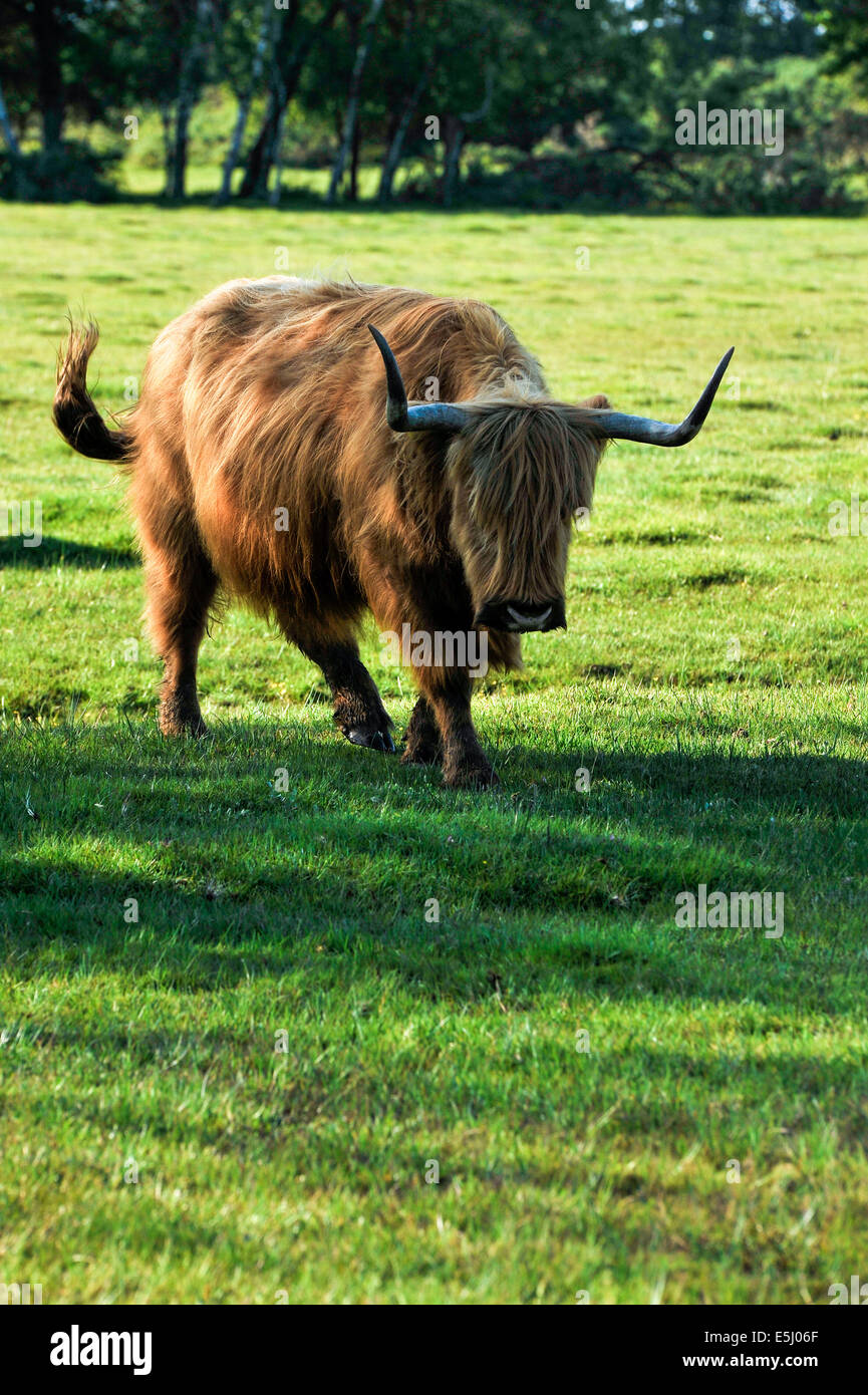 Highland cattle in New Forest, Hampshire, England Stock Photo - Alamy