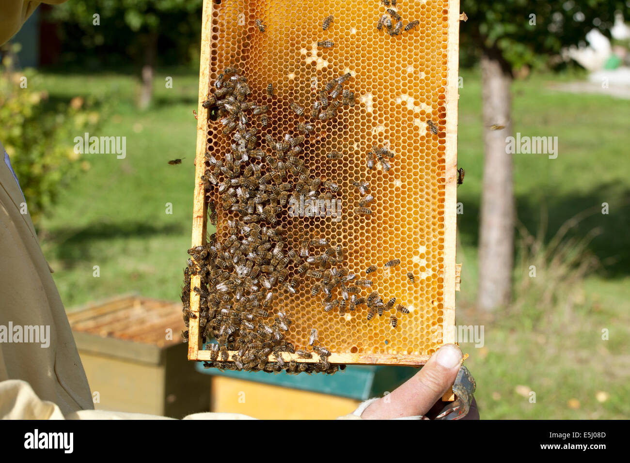 a beekeeper checked his hives Stock Photo - Alamy