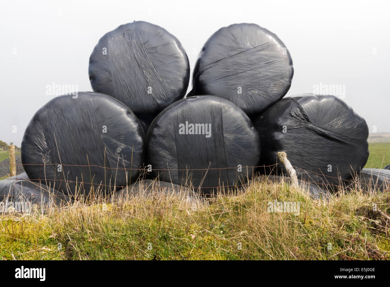 Stack of five silage bales, wrapped in black plastic, on small bank ...