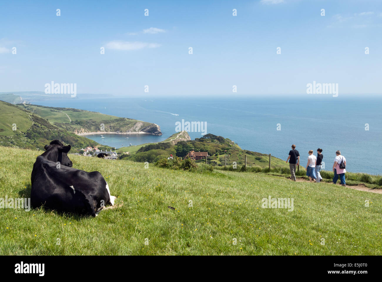 Cow watching walkers heading down towards the sea, Dorset, England, UK ...
