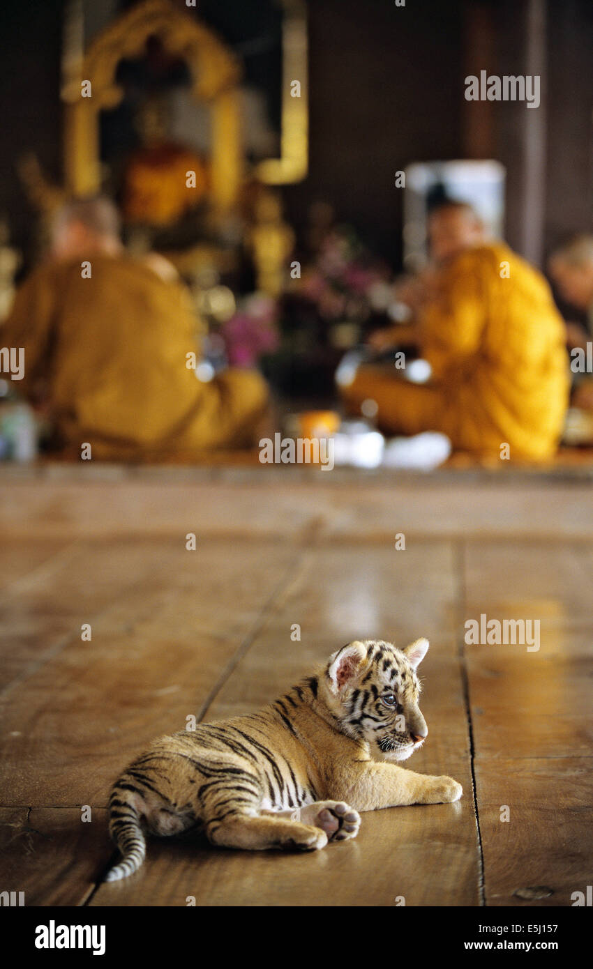 Tiger Temple, or Wat Pha Luang Ta Bua, is a Theravada Buddhist temple ...