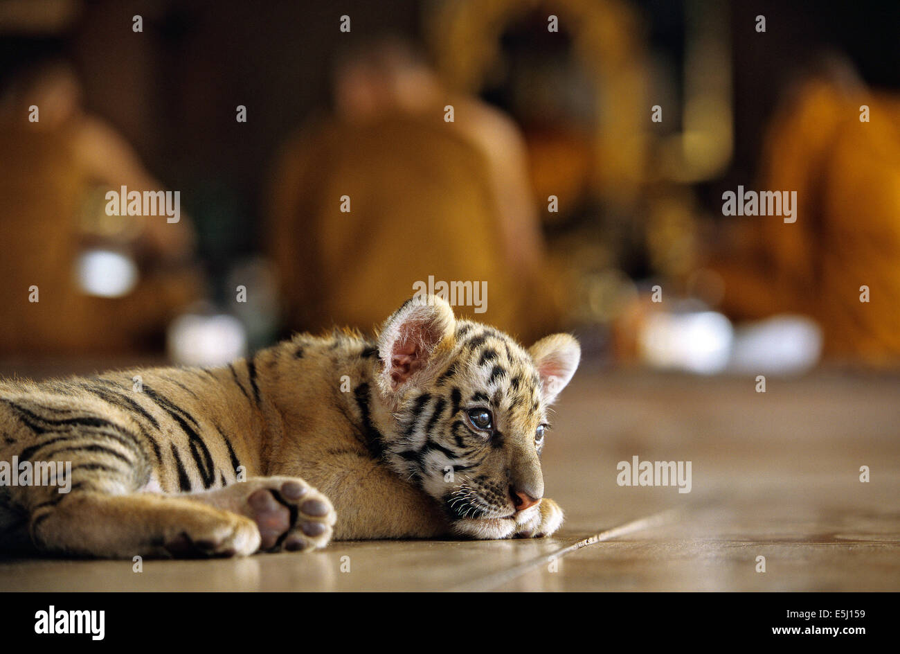 Tiger Temple, or Wat Pha Luang Ta Bua, is a Theravada Buddhist temple ...
