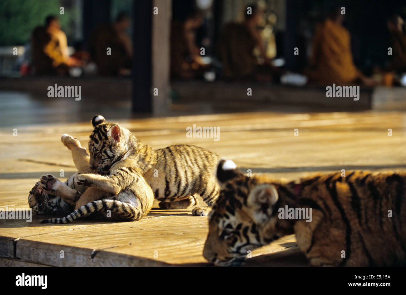 Tiger Temple, or Wat Pha Luang Ta Bua, is a Theravada Buddhist temple ...