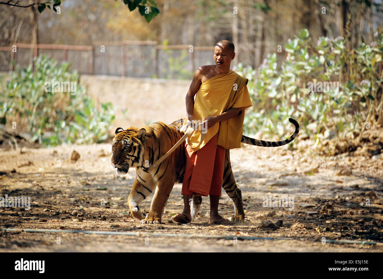 Tiger Temple, or Wat Pha Luang Ta Bua, is a Theravada Buddhist temple ...