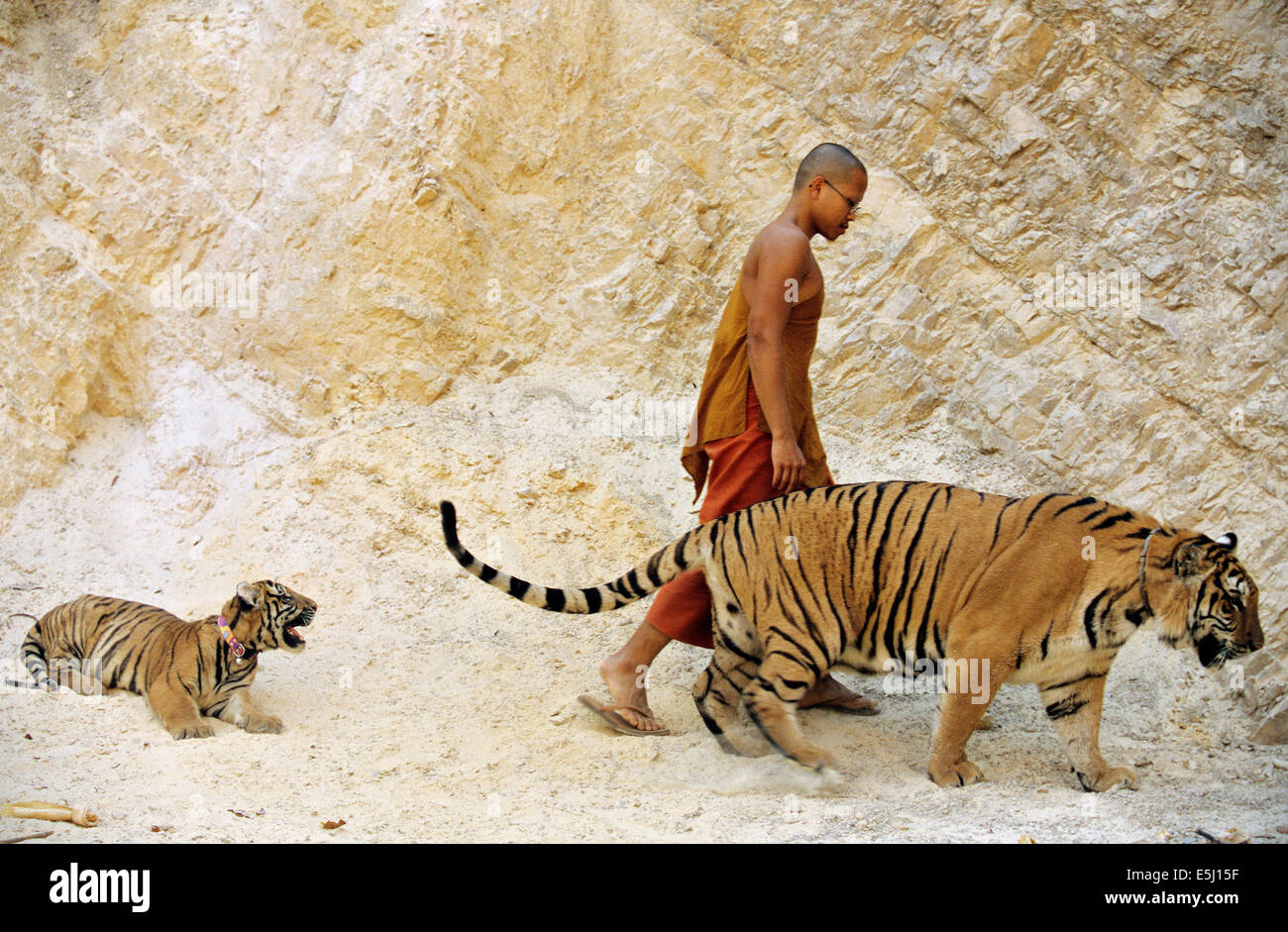 Tiger Temple, or Wat Pha Luang Ta Bua, is a Theravada Buddhist temple ...