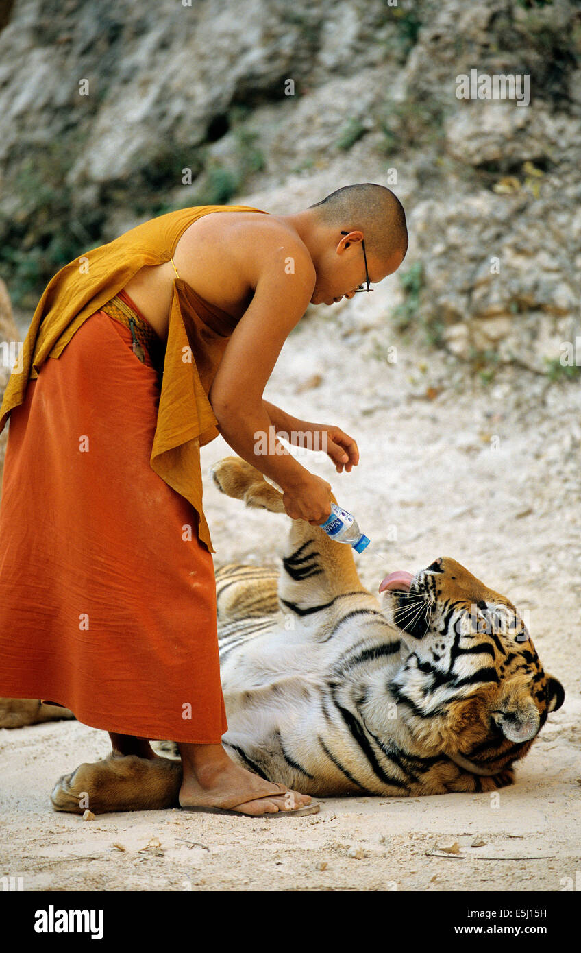 Tiger Temple, or Wat Pha Luang Ta Bua, is a Theravada Buddhist temple ...