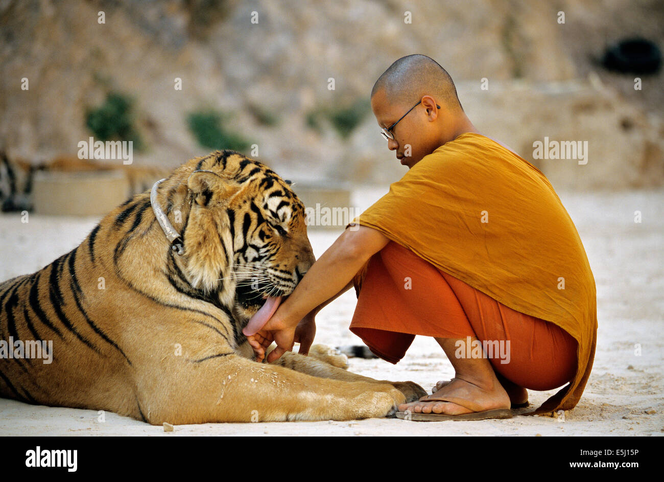 Tiger Temple, or Wat Pha Luang Ta Bua, is a Theravada Buddhist temple ...