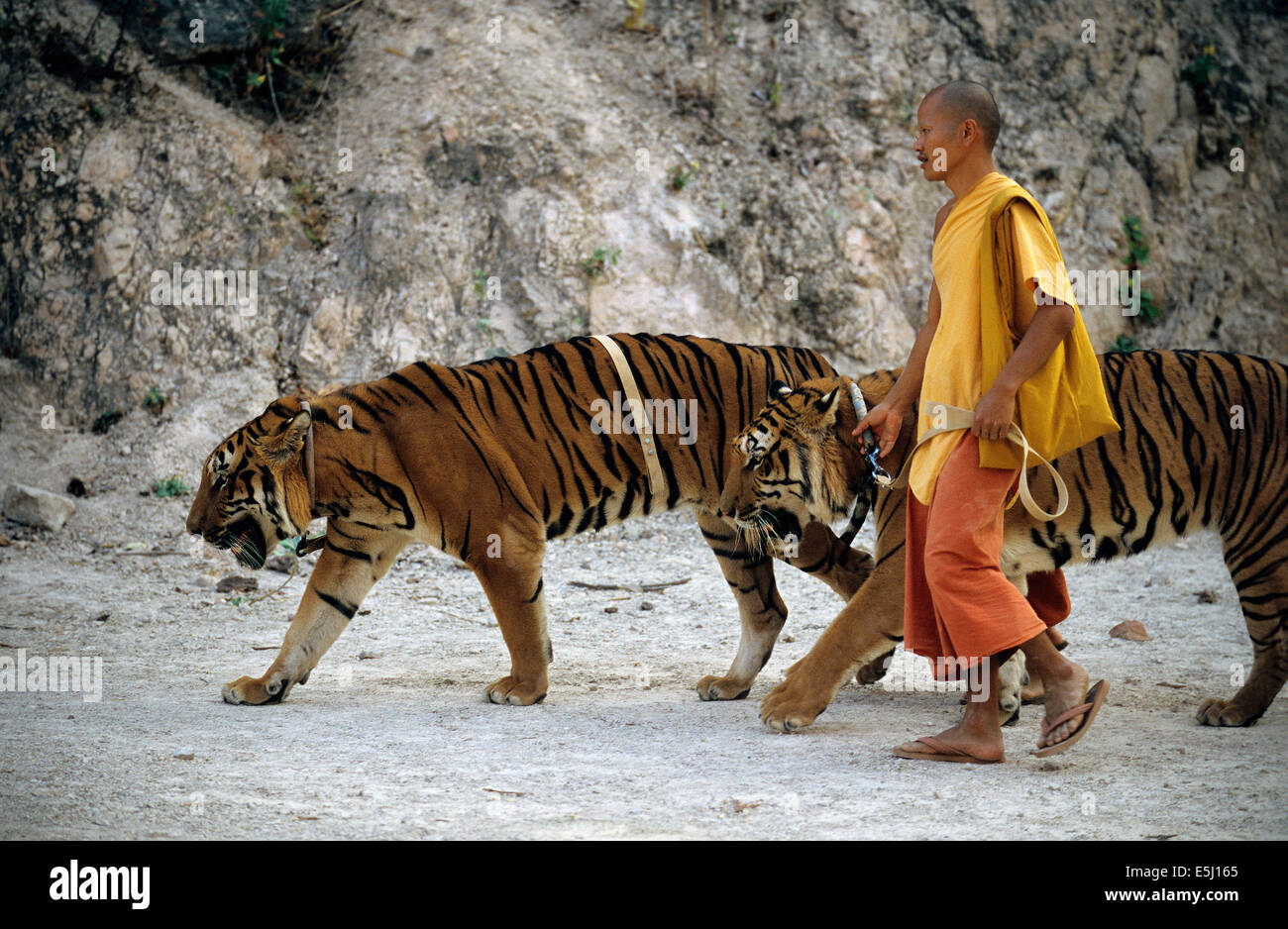 Tiger Temple, or Wat Pha Luang Ta Bua, is a Theravada Buddhist temple ...
