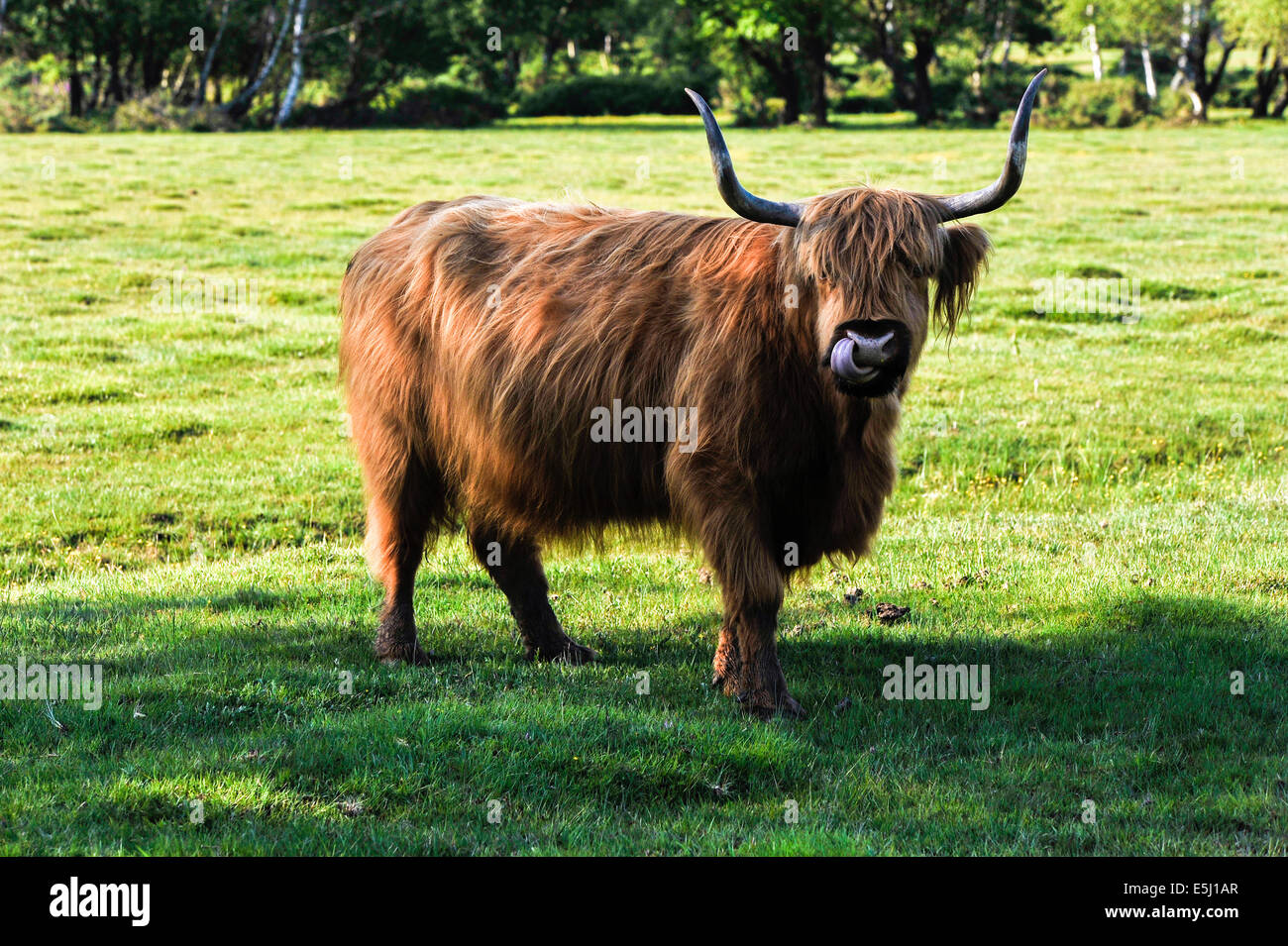 Highland cattle in New Forest, Hampshire, England Stock Photo - Alamy