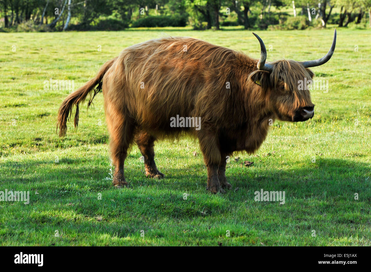 Highland cattle in New Forest, Hampshire, England Stock Photo - Alamy