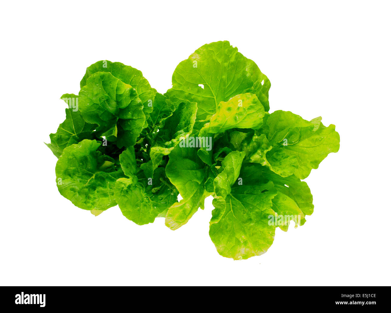 Hydroponics hi-res stock photography and images - Alamy
