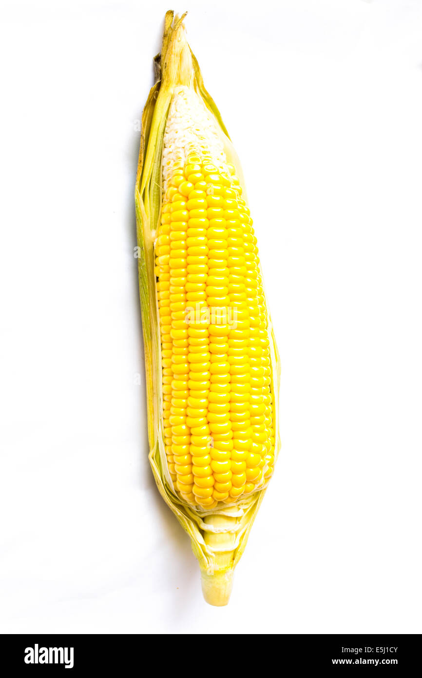 corn on the cob isolated on white Stock Photo - Alamy