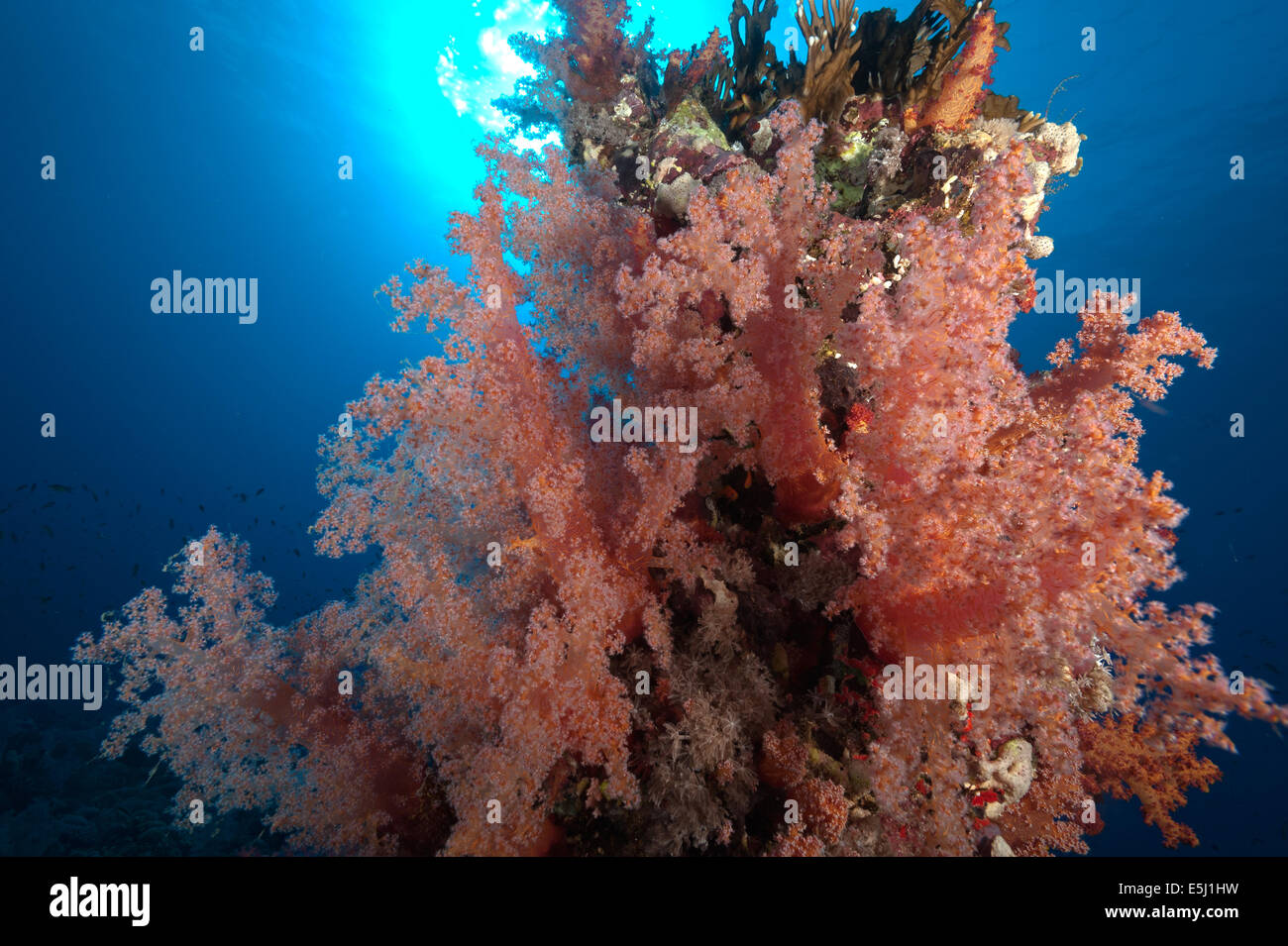 Coral reef covered with soft coral hi-res stock photography and images ...