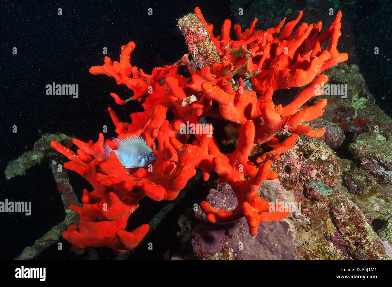 Orange sponge growing on the hull of the shipwreck Umbria sunk on ...