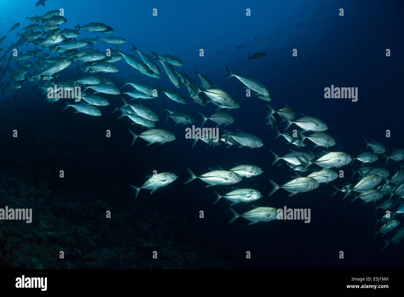 Banded trevally hi-res stock photography and images - Alamy