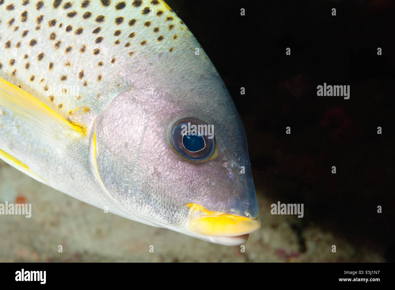 Blackspotted rubberlip fish in the Red Sea off Sudan coast Stock Photo ...