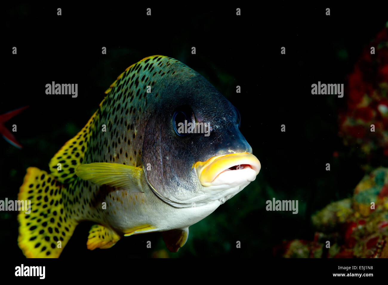 Blackspotted rubberlip fish in the Red Sea off Sudan coast Stock Photo ...