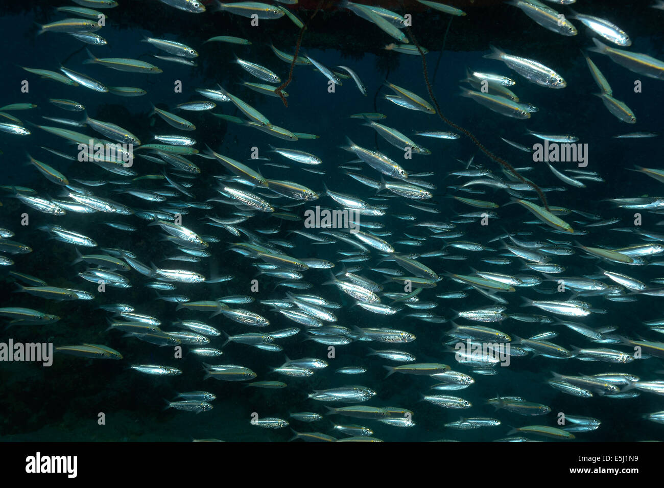 School of pigmy sweeper fish in the Red Sea off Sudan coast Stock Photo ...
