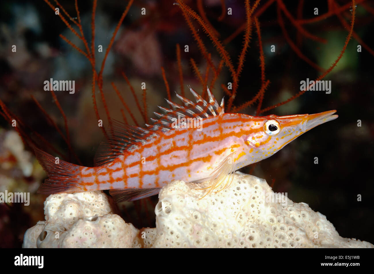 Longnose hawkfish hi-res stock photography and images - Alamy