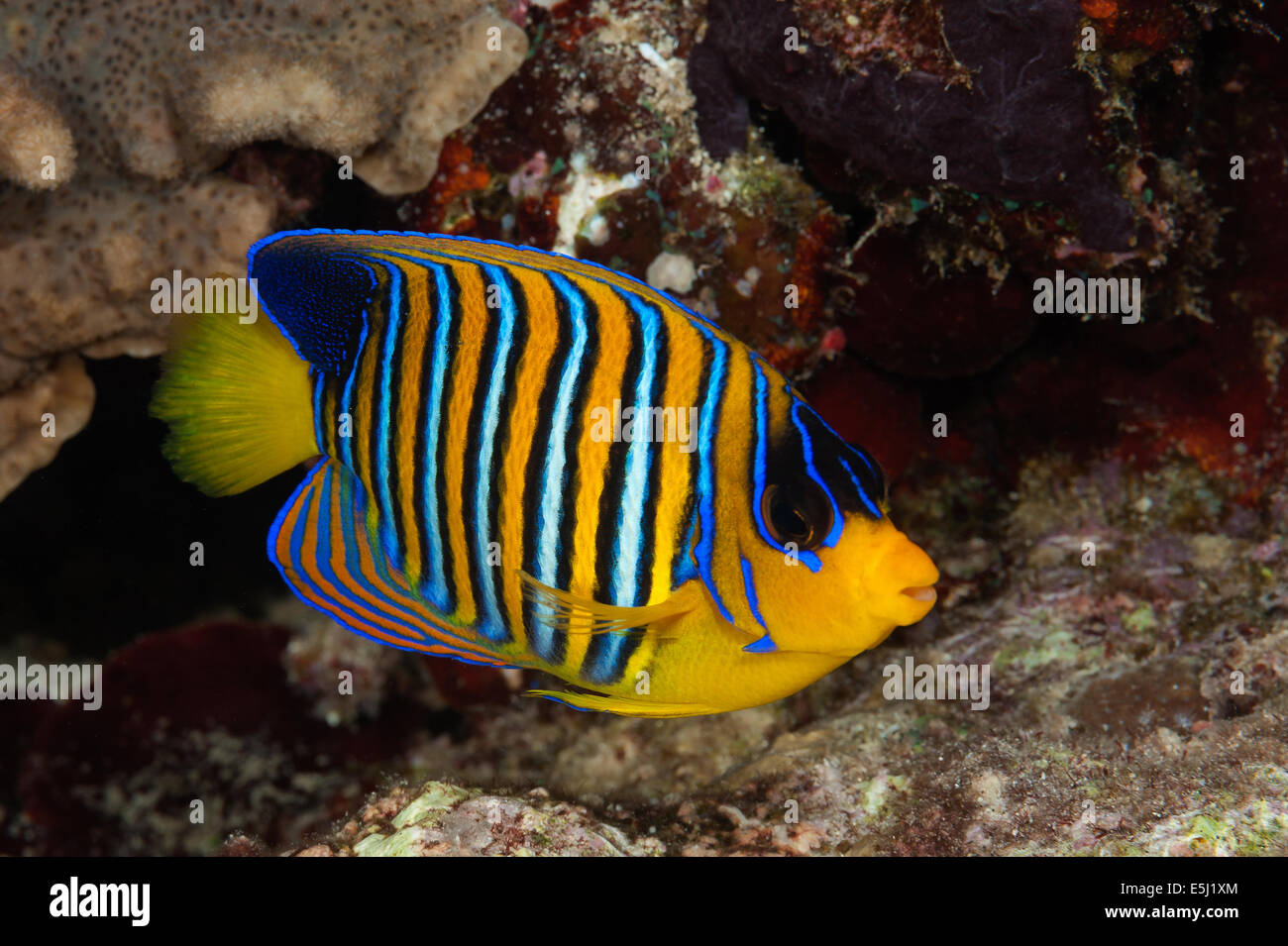 Royal angelfish hi-res stock photography and images - Alamy