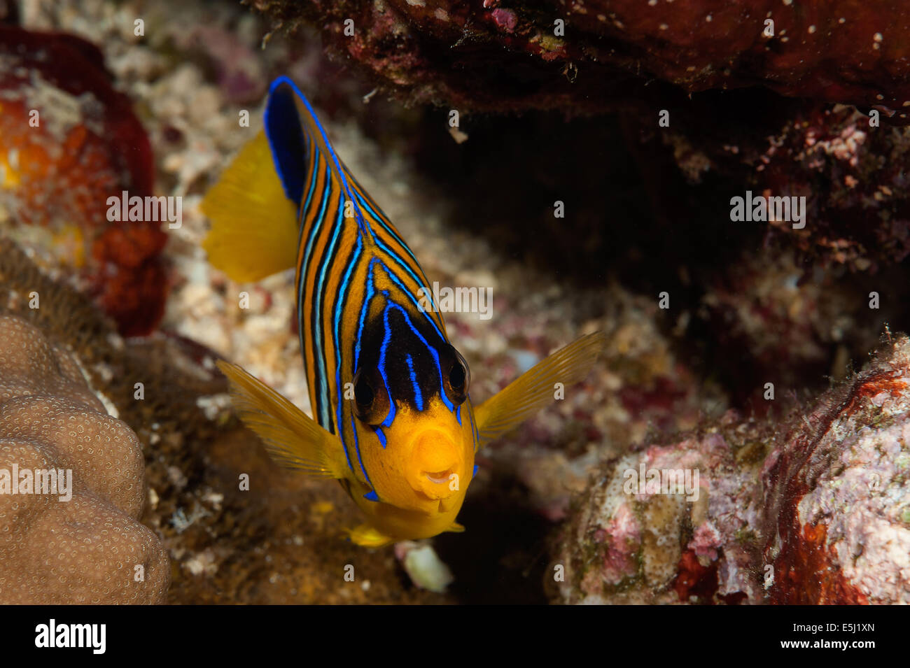 Royal angelfish hi-res stock photography and images - Alamy