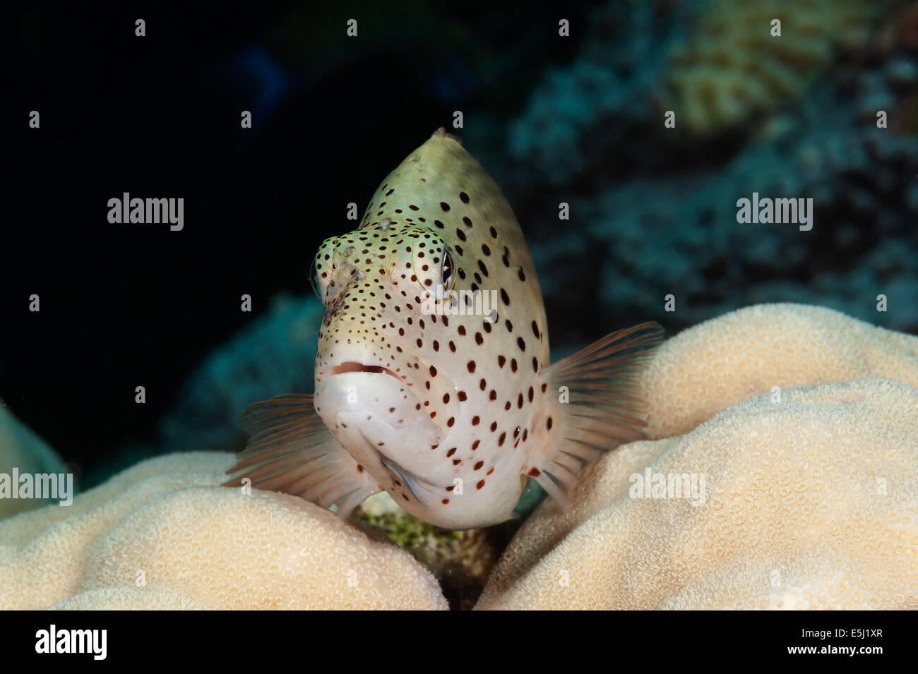 Freckled Hawkfish High Resolution Stock Photography and Images - Alamy