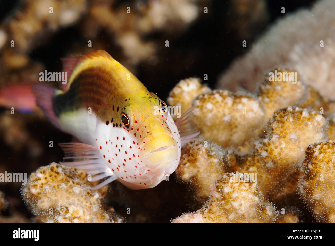 Freckled hawkfish in the Red Sea off Sudan coast Stock Photo - Alamy