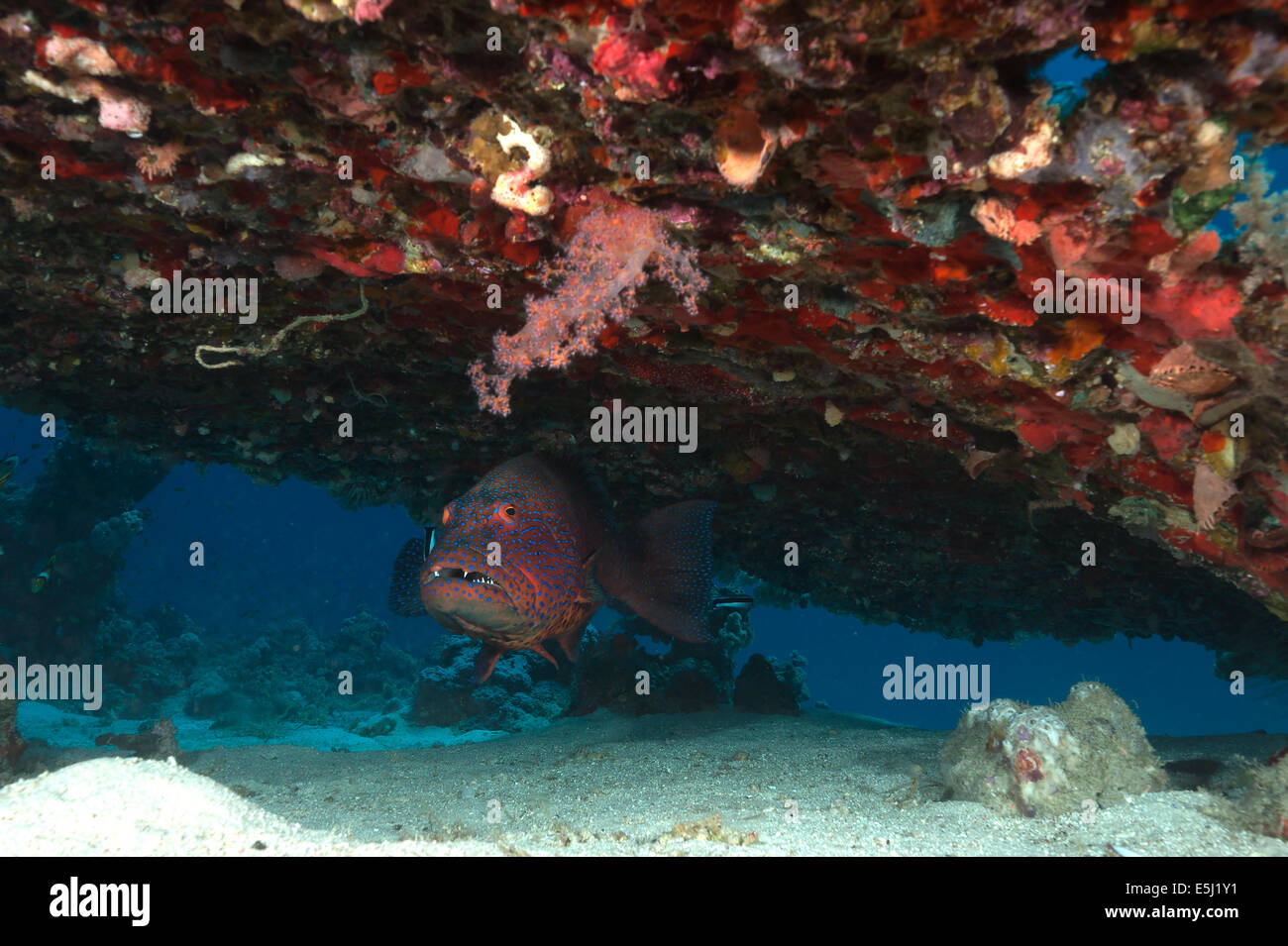 Roving coralgrouper in the Red Sea off Sudan coast Stock Photo - Alamy