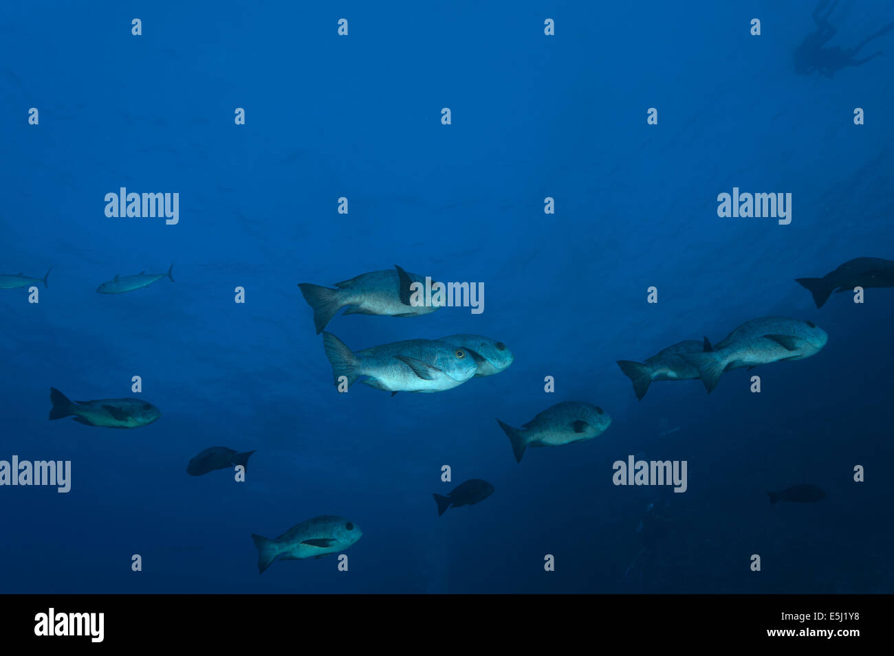 School of black and white snapper fish hi-res stock photography and ...