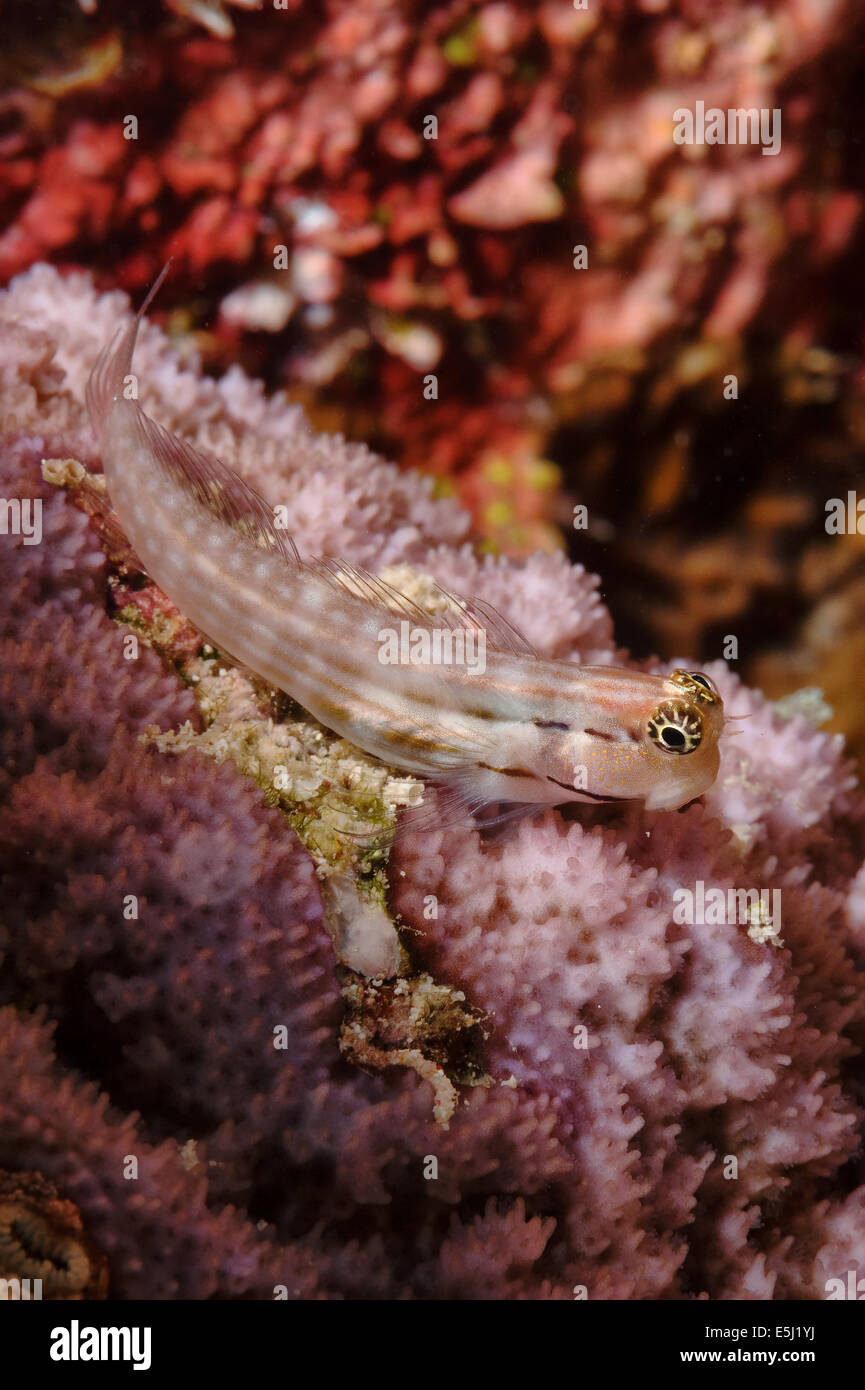 Red Eye Goby High Resolution Stock Photography and Images - Alamy