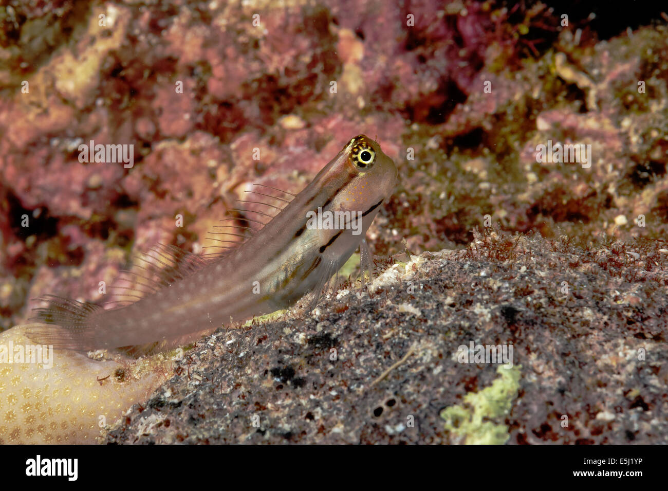 Red eye goby hi-res stock photography and images - Alamy